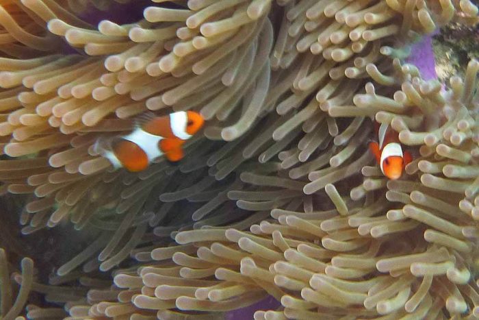 Koh Lanta: Schnorcheltour zur Insel Koh Rok