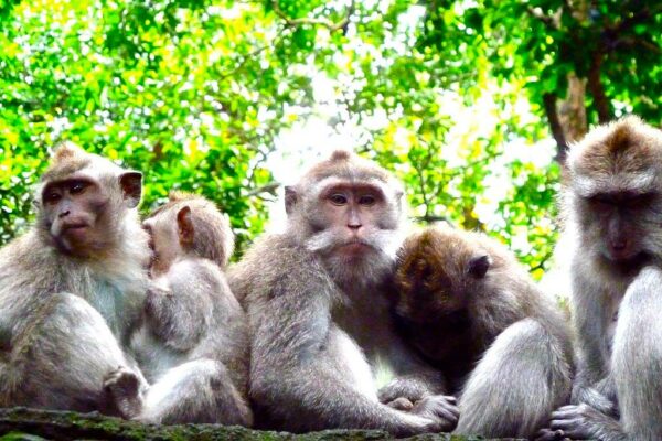 Bali-Rundreise – die besten Routen für 2 Wochen